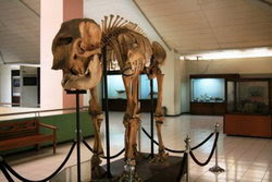 Informasi Wisata dan Budaya: Museum Ronggowarsito