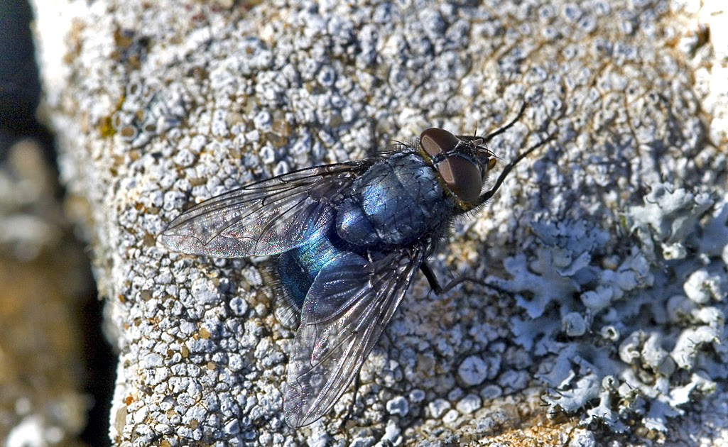 Invertebrados de Huesca: Calliphora sp (mosca de la carne, azul)