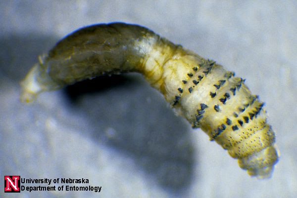 la mosca del torsalo del canado bacuno