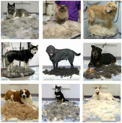 picktorial: A Quick Lesson On Dog Hair