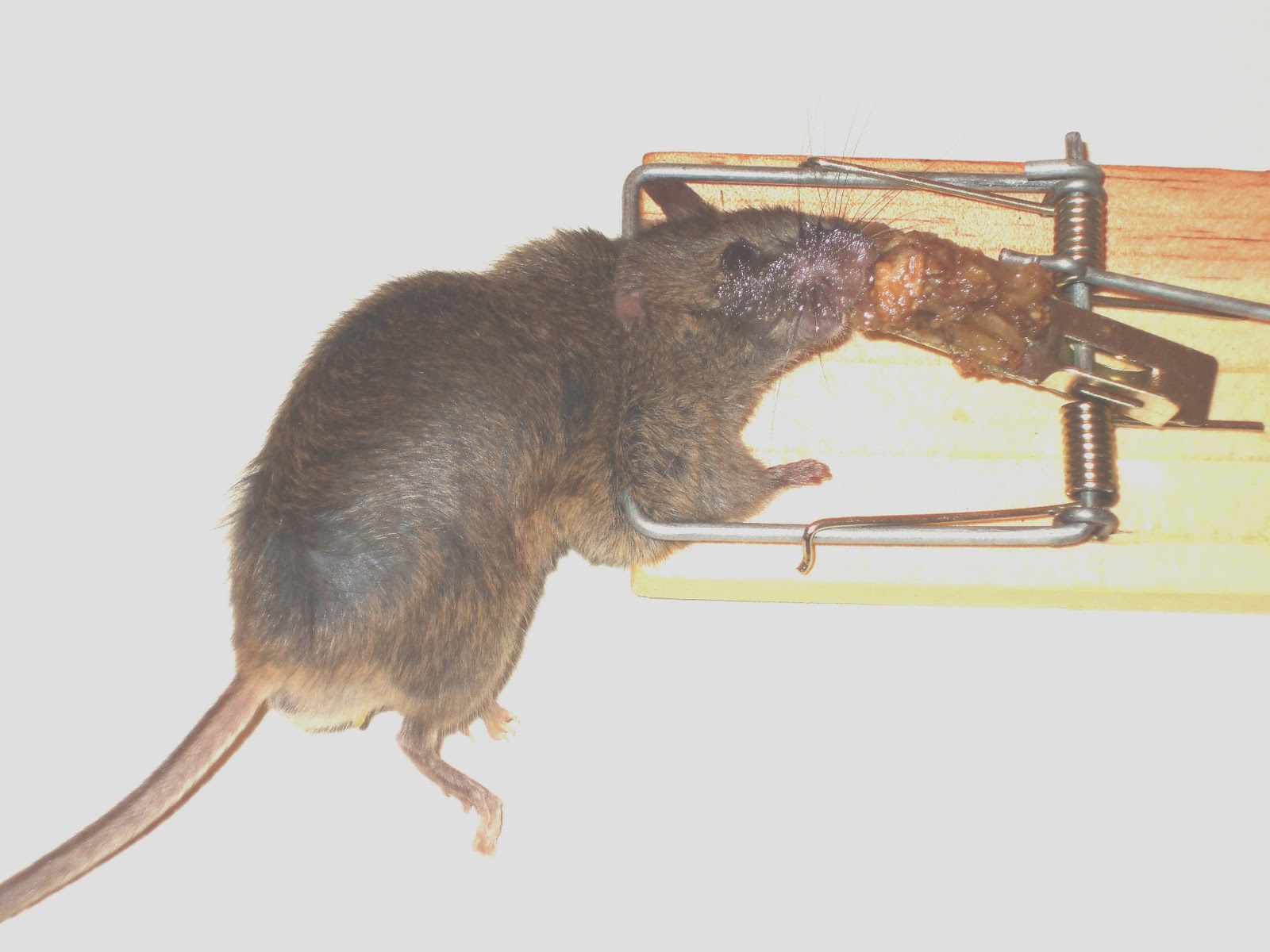 Mouse Infestation Problem. Whitefriars Housing Group.: Mouse Caught ...