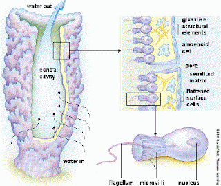 berbagi dengan mudah: TUMBUHAN PORIFERA