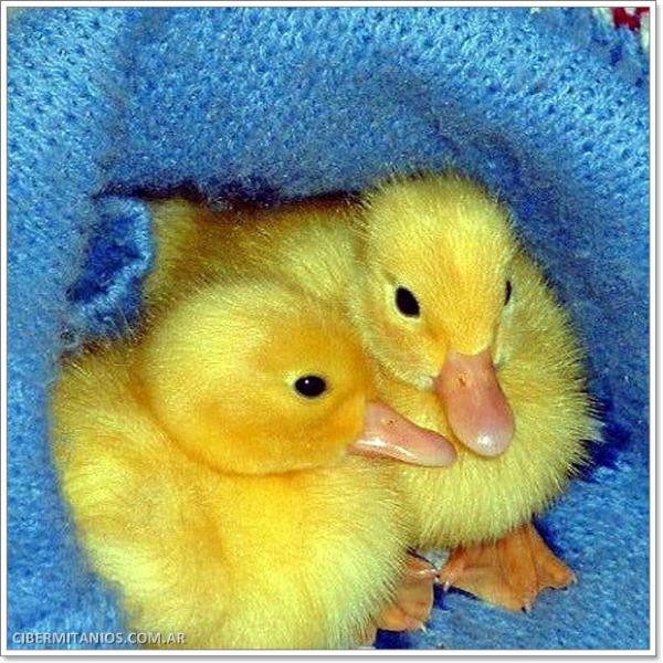 Imagen de un pato tierno - Imagui