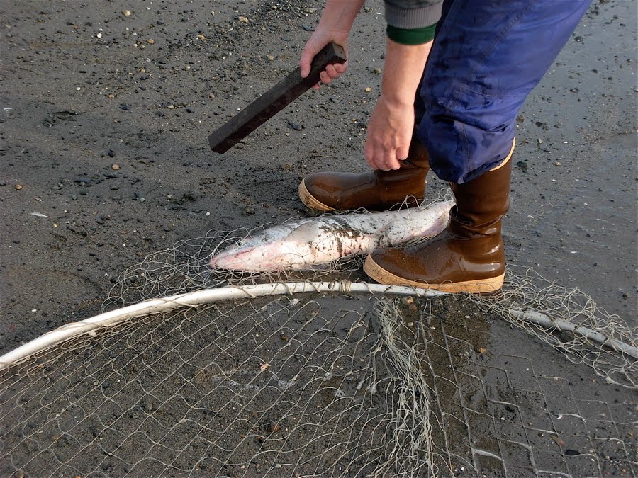 Hey, it's Dalis!: Adventure #3: Going With the Flow