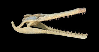 Guarinisuchus: o novo crocodilo pré-histórico encontrado no Brasil ...