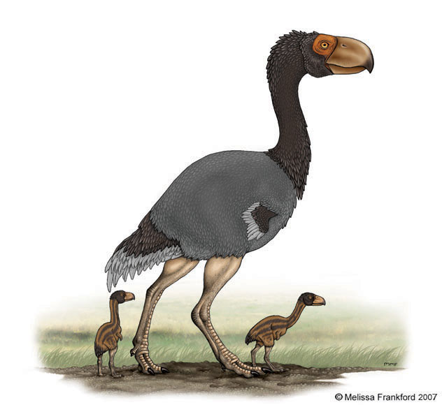 Pegada de Diatryma: o resgate da rocha do "Grande Pássaro" | Ikessauro