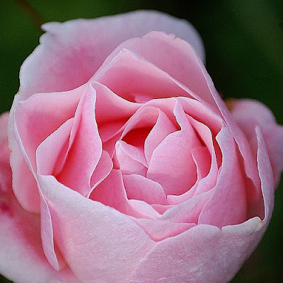 añoso cascabel: Tiempos de rosas...