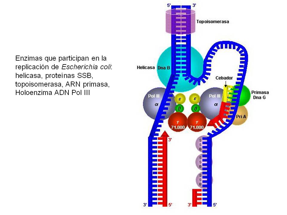 Clases de Genética: Núcleo temático 2. (Estructura molecular del gen ...