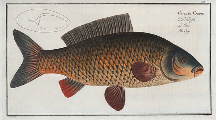 Kulinarische Welten zu Fisch- und Meeresfrucht: Qualitätsmerkmale von ...