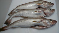Kulinarische Welten zu Fisch- und Meeresfrucht: 2009