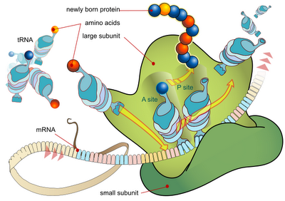 Biología1 C201: Estructuras No-membranosas