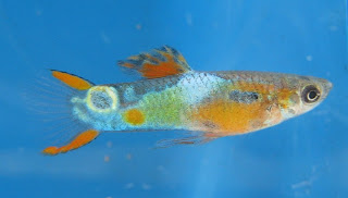 GUPPY GALAXY: Endler Peacock