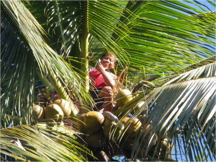 Aphrodite: My so called Life!: The Coconut Tree And The Kids