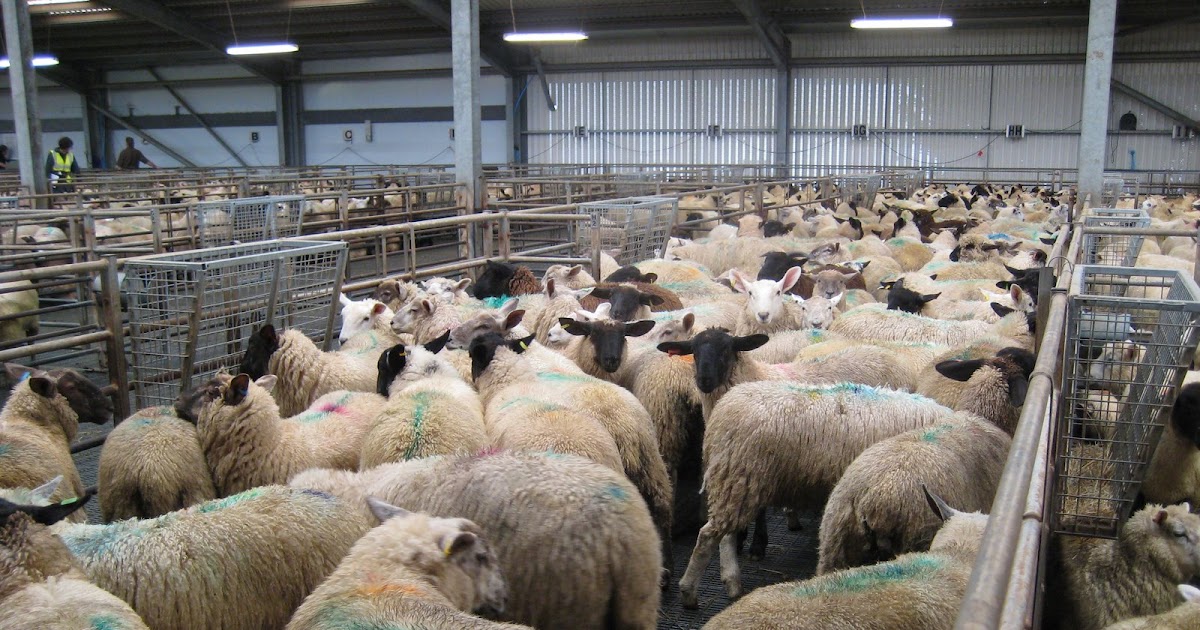 Ramblings: Gralloching, lairage and more