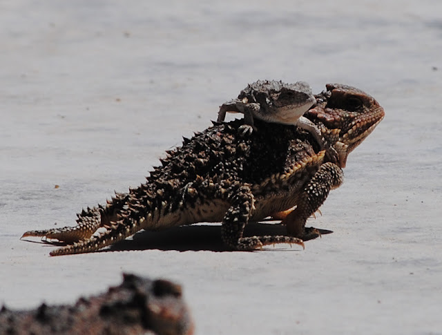 The Laughing Raven: Pie Town Festival, Part 2: The Great Horned Toad Race