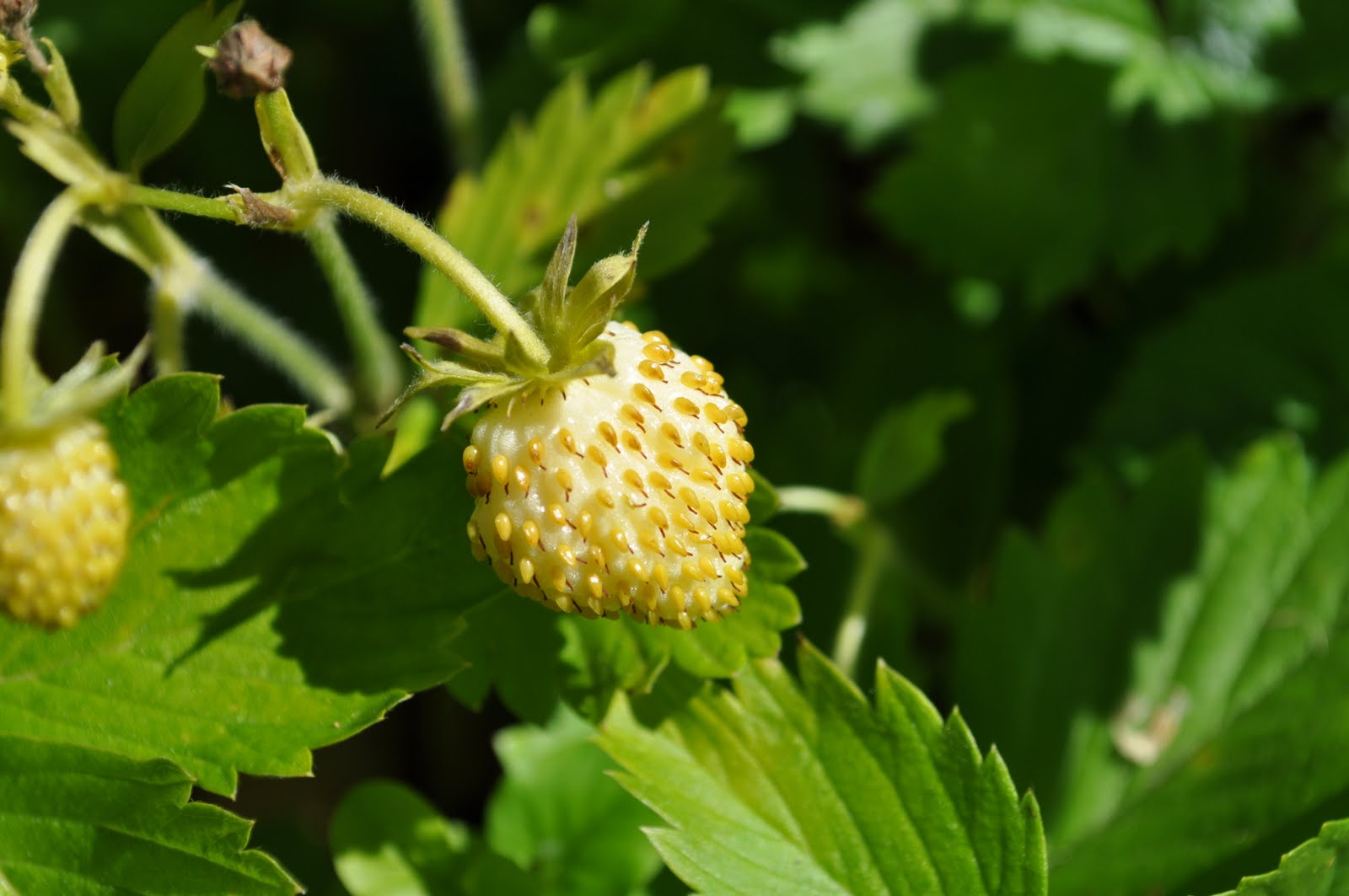 Hemma på Kråkered: Vita smultron!