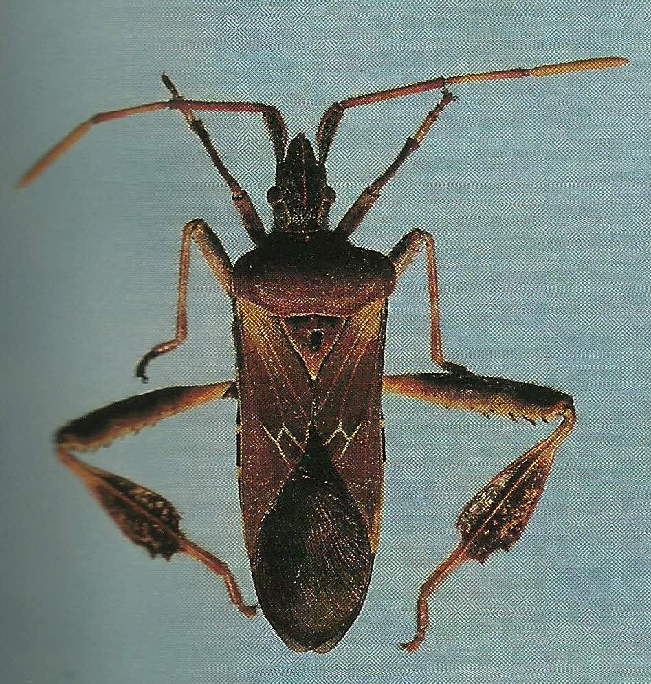 ENTOMOLOGIA FORESTAL RAQUEL: INSECTOS DE CONOS Y SEMILLAS