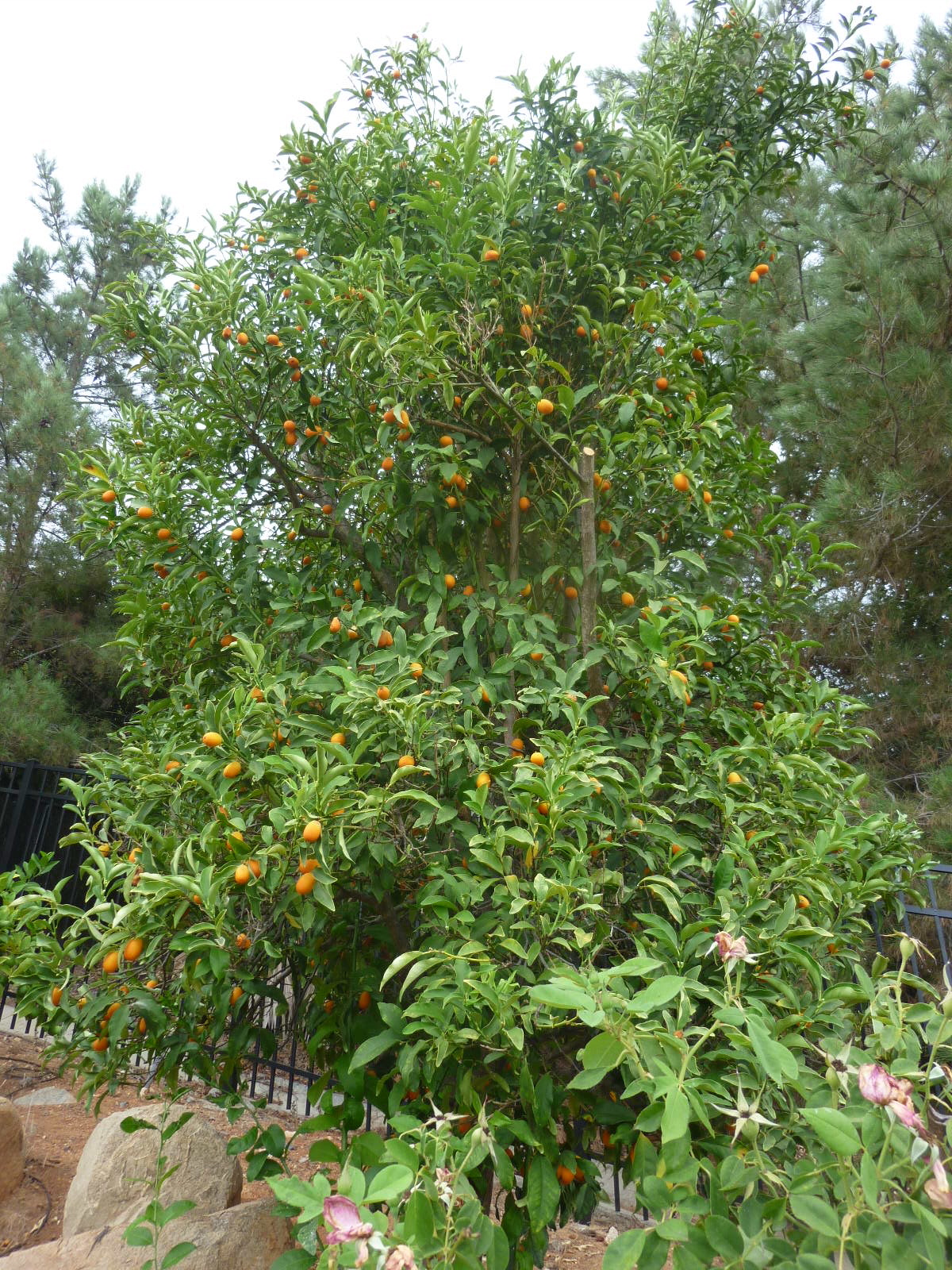 Kumquat White Chocolate Chip Sugar Cookies – Diary of a Mad Hausfrau