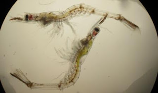 proses perkembangan larva udang dari Nauplius, Zoea, Mysis, Post Larva ...