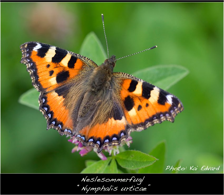 Kai Edvard - naturligvis!: Sommerfugler