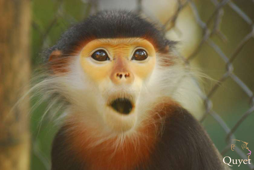 Vietnam Primates - Linh trưởng Việt Nam: Primates in EPRC