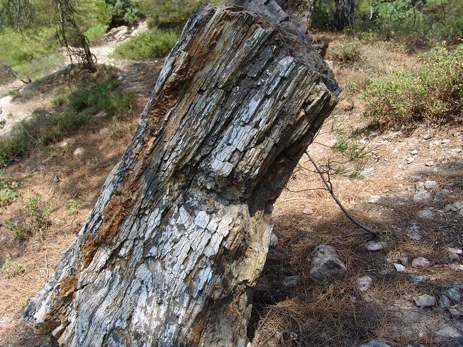Απολιθωμένο Δάσος Λευκίμης Έβρου