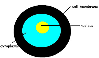 flyingcheryl: Cells in the Human Body for Kids