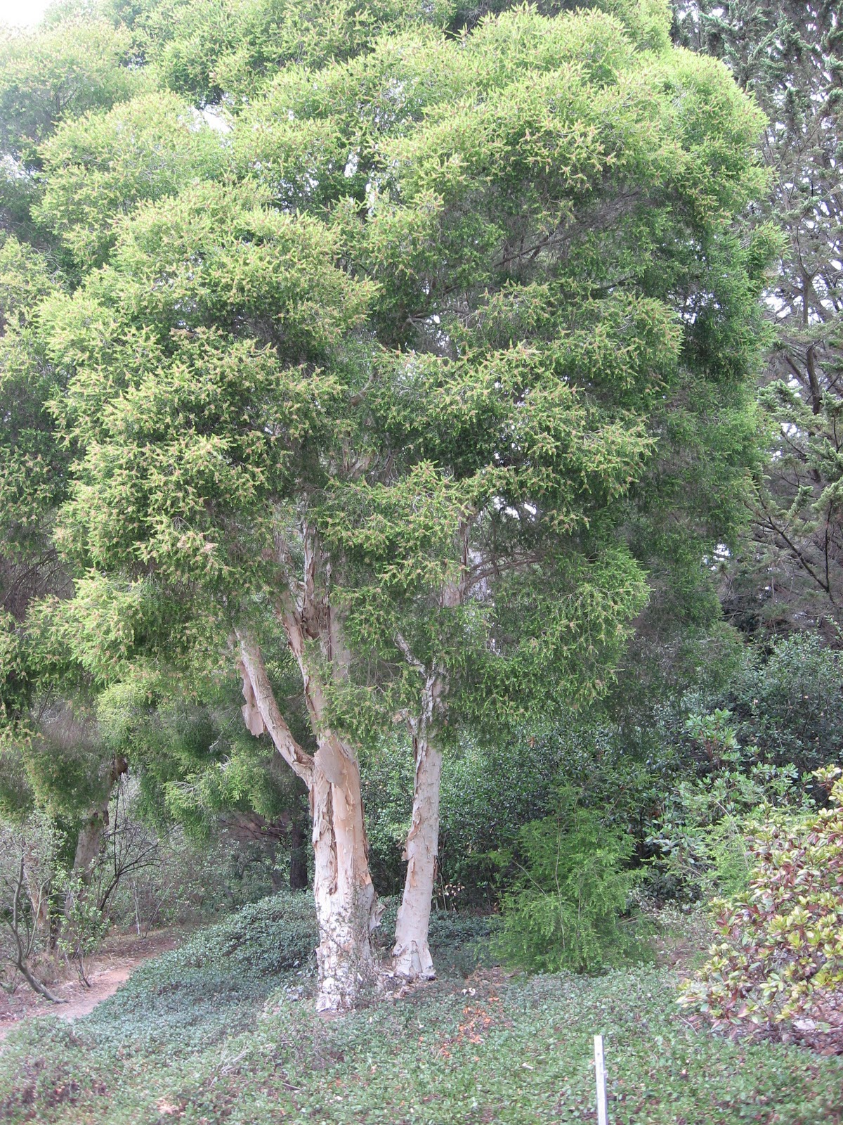 landscapes+gardens design: Kensington, California--Blake Garden