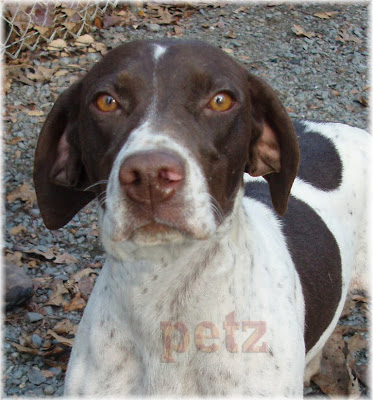 ΠΟΪΝΤΕΡ - ΑΓΓΛΙΚΟ ΠΟΪΝΤΕΡ.: 11.2008