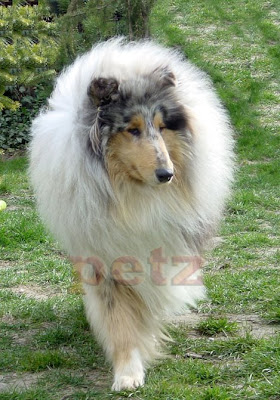 ΜΑΚΡΥΤΡΙΧΟ ΚΟΛΙ – ΤΡΑΧΥ ΚΟΛΙ – ΚΟΛΕΪ – ΚΟΛΕΫ