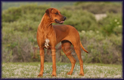 ΡΟΔΕΣΙΑΝΟ ΡΙΤΖΜΠΑΚ.