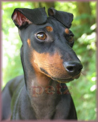 ΑΓΓΛΙΚΟ ΤΟΪ ΤΕΡΙΕ.