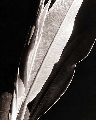 La Dolce Vita: Imogen Cunningham