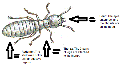 Advanced Science: Termites!