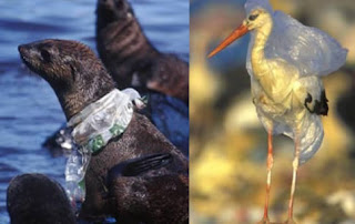 Cuida tu mundo: Cuidemos nuestro mar