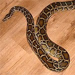 NATURALEZA CIENTÍFICA : LA PITON DE BIRMANA "POR JEFFRY YEAH"