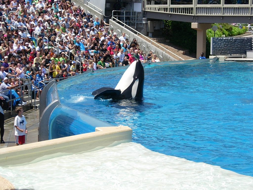 The Dilettante Photographer: Shamu the Killer Whale, Sea World, San Diego