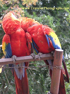 Honduras Wildlife Photos ~ Traveler Photographs.com