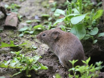 Fraser's Birding Blog: Field Vole