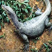 faxkids: mornitor lizard