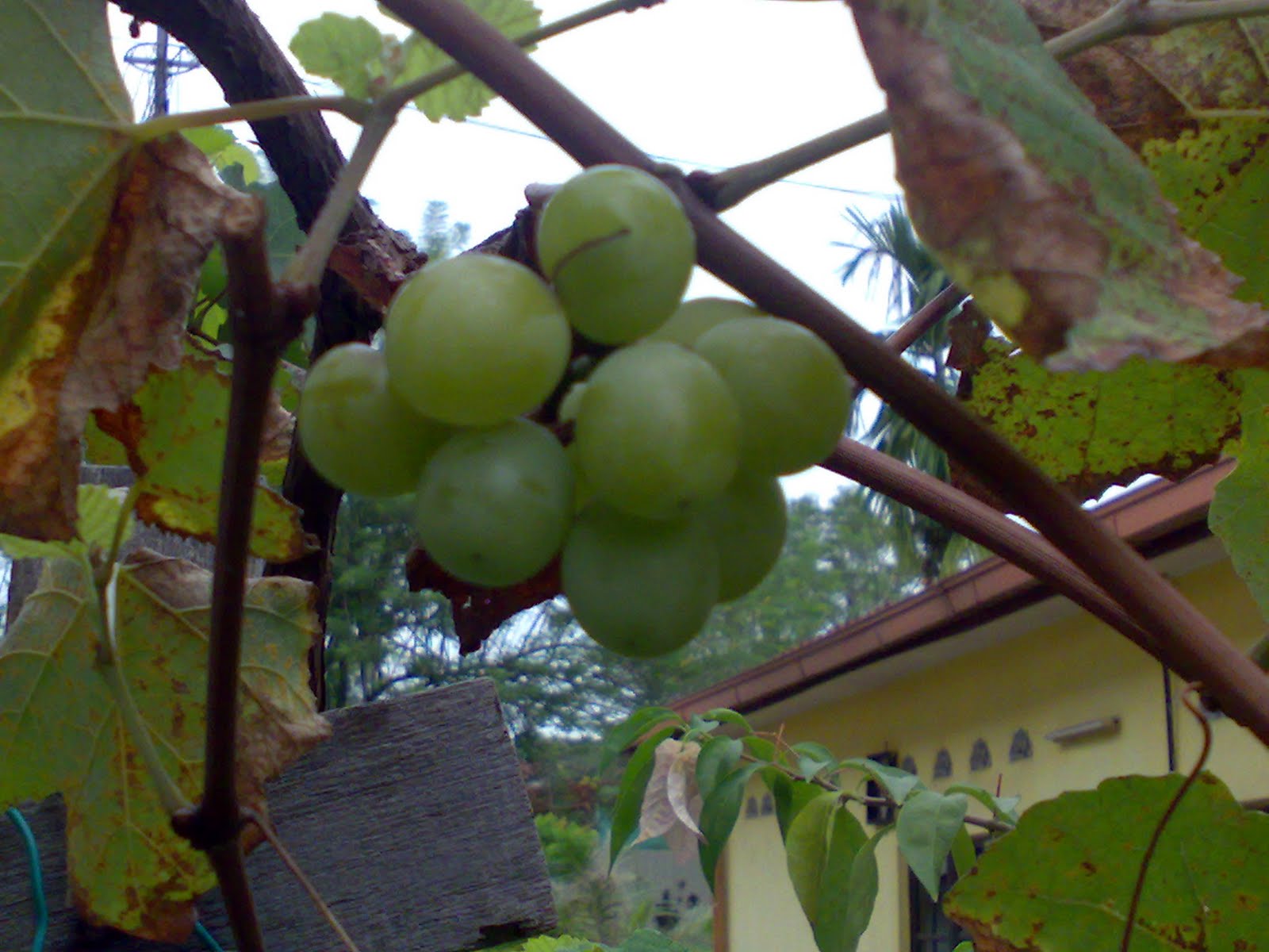 LEBIH BAIK JADI BEKAS ORANG JAHAT DARI BEKAS ORANG BAIK: BERBUDI PADA ...