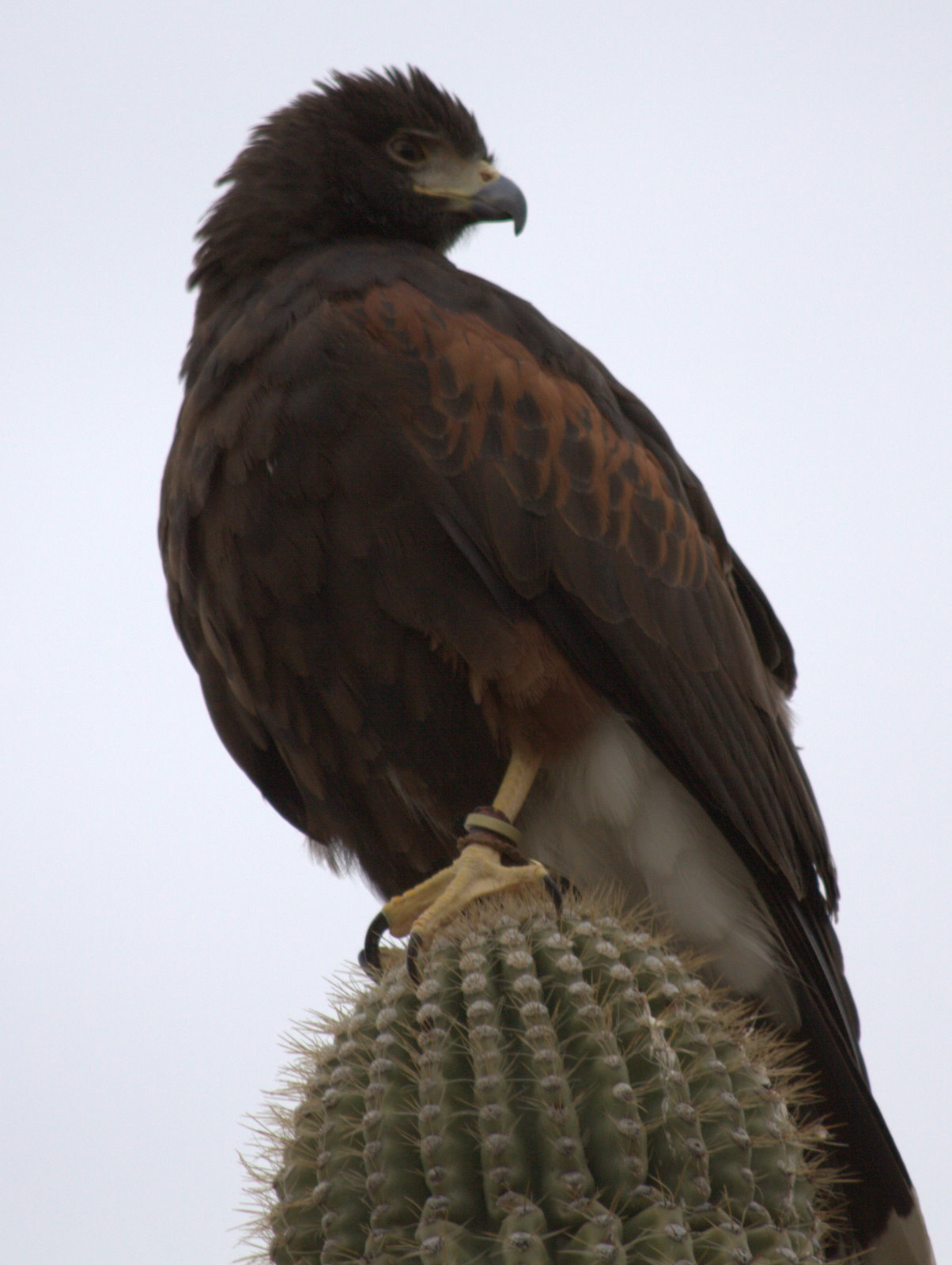 Walking Arizona: Harris Hawk