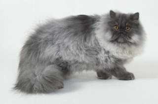 Persian World: Silver Tabby