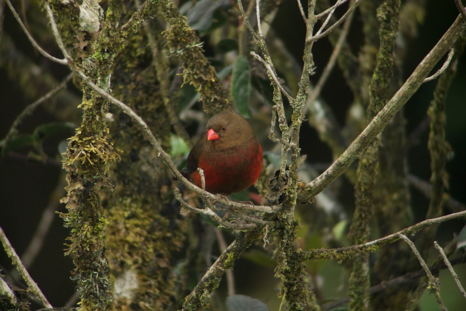 Bill of the Birds on Blogspot: More Birds and More King of Saxony!