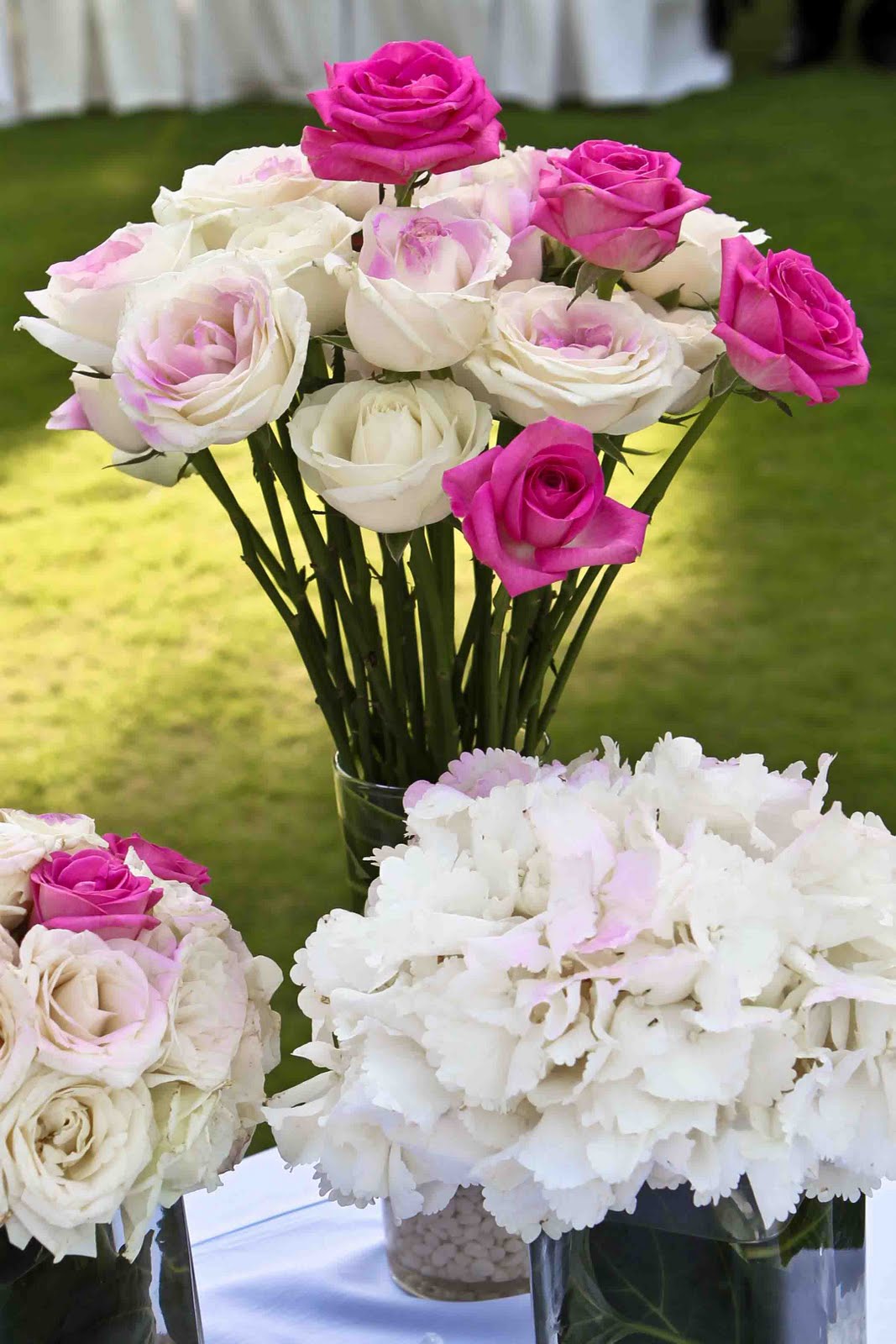 Life of a Lil Notti Monkey: Gavin & Gabby