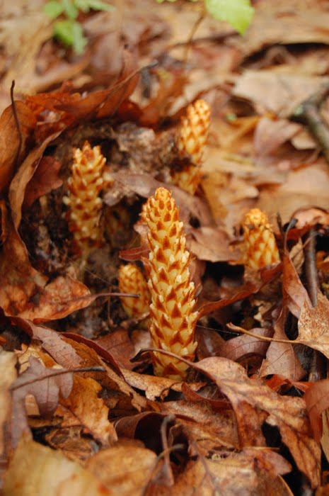Weverton Cliffs to Gathland State Park on the Appalachian Trail