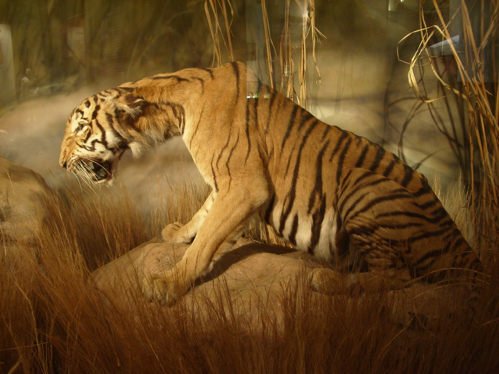 Lene in Indien!: Tiere