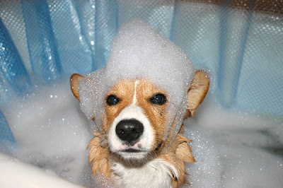 Deal with pets: Have an easier time with bathing your dog