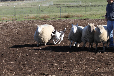 BCxFour: If You Had One Hundred Sheep...