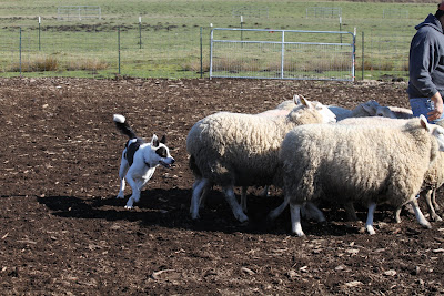 BCxFour: If You Had One Hundred Sheep...